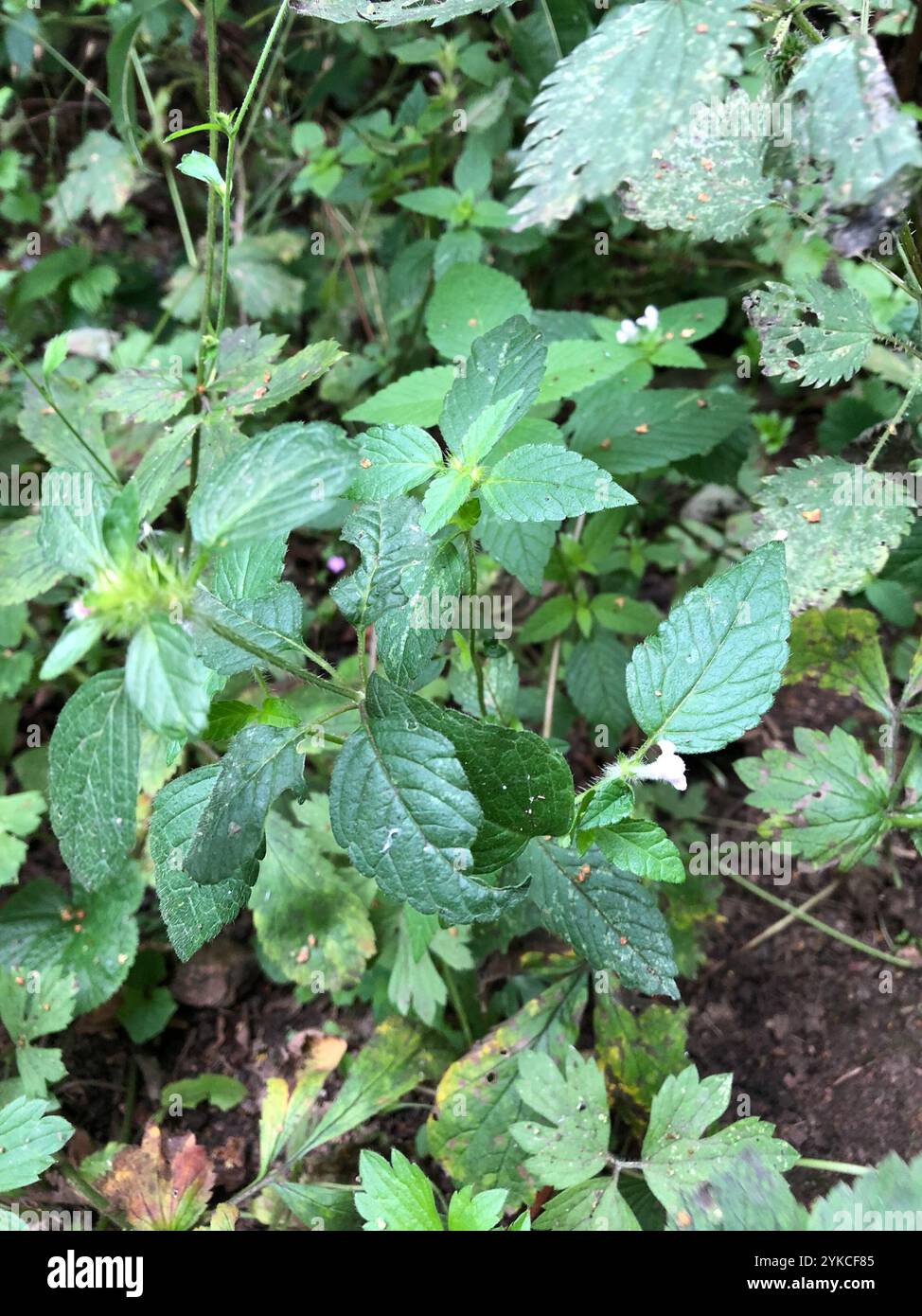 Common hemp-nettle (Galeopsis tetrahit Stock Photo - Alamy