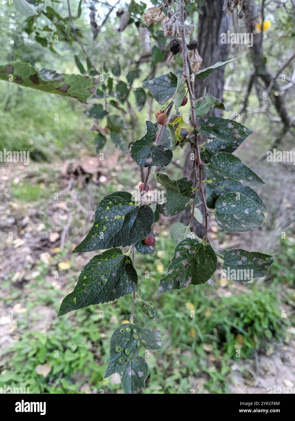 netleaf hackberry (Celtis reticulata Stock Photo - Alamy