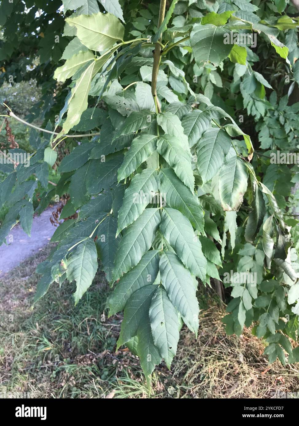 European ash (Fraxinus excelsior Stock Photo - Alamy