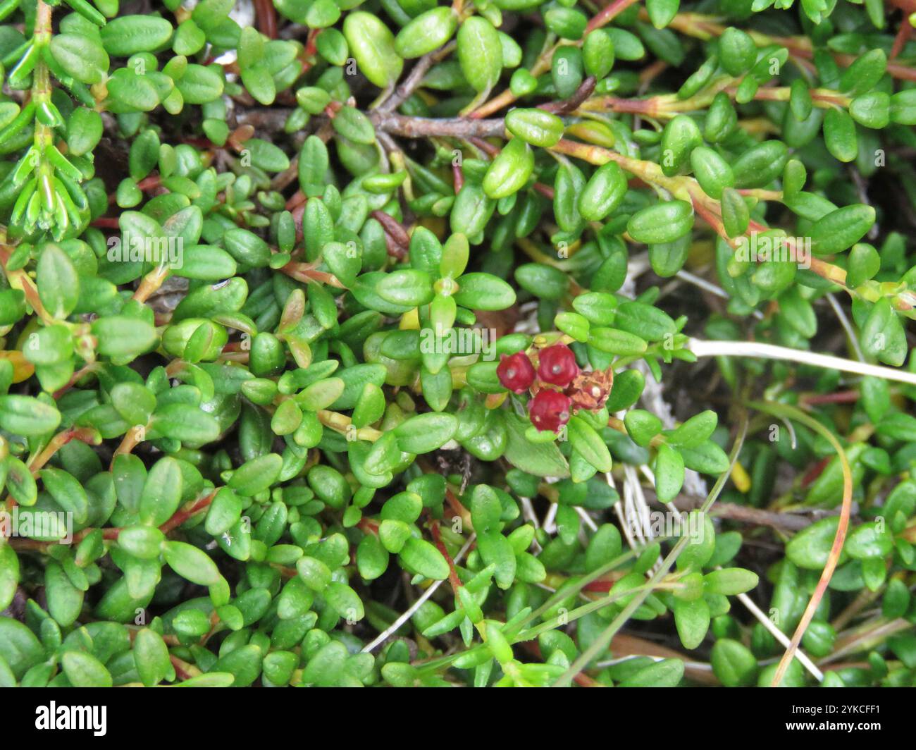 alpine azalea (Kalmia procumbens Stock Photo - Alamy