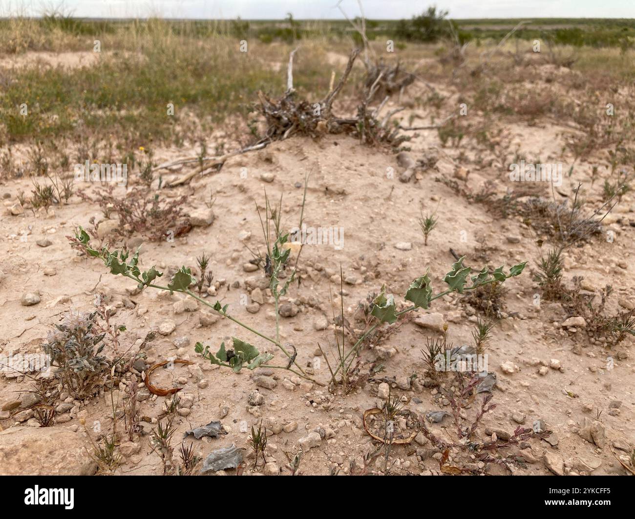 angel trumpets (Acleisanthes longiflora Stock Photo - Alamy