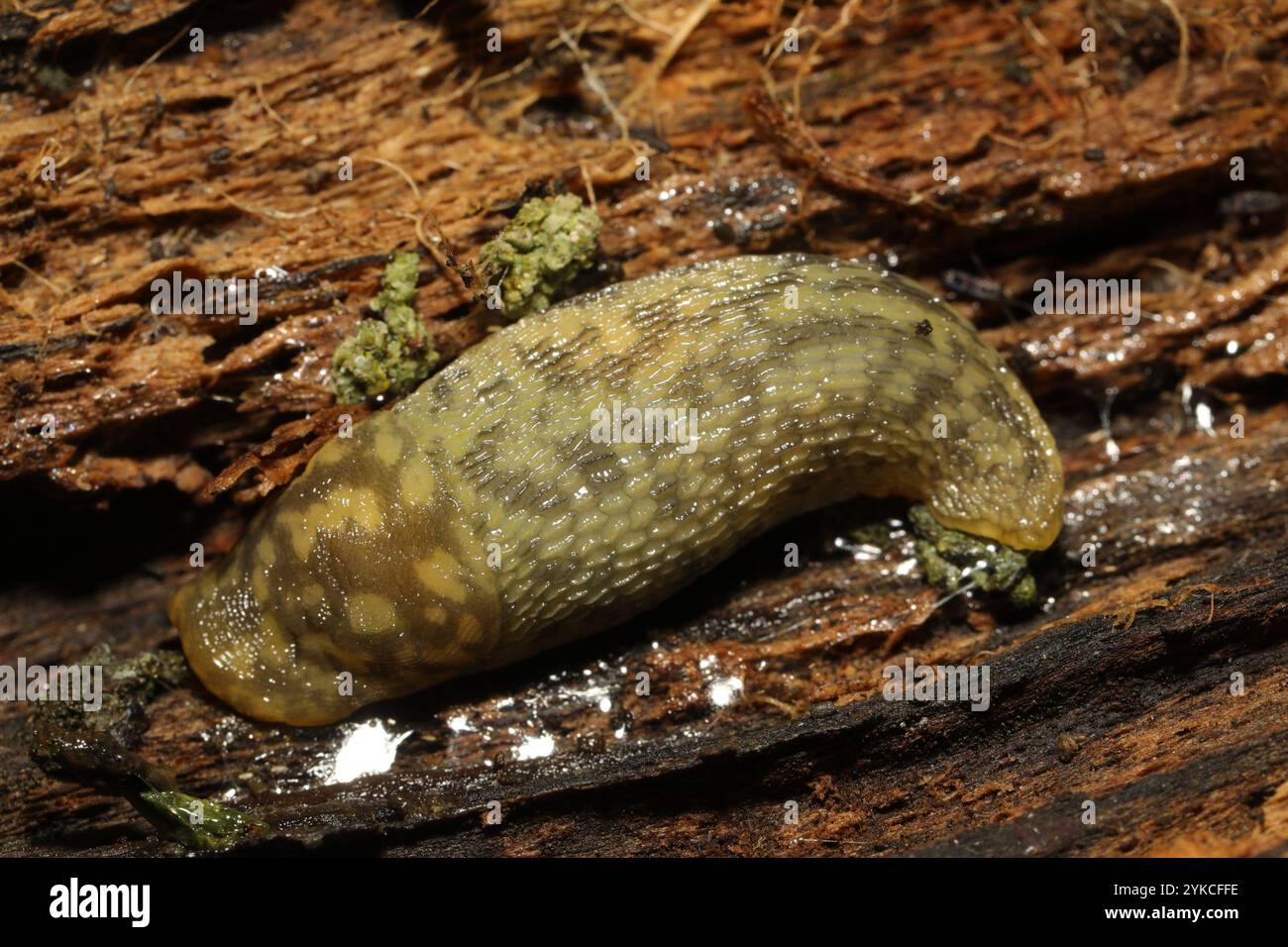 Green Cellar Slug (Limacus maculatus Stock Photo - Alamy