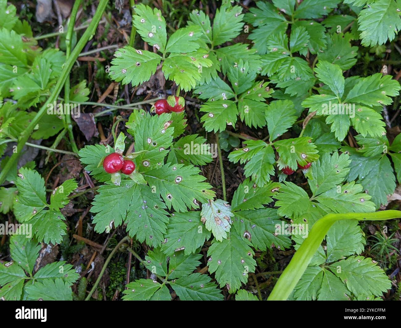 Five-leaf Dwarf Bramble (Rubus pedatus Stock Photo - Alamy