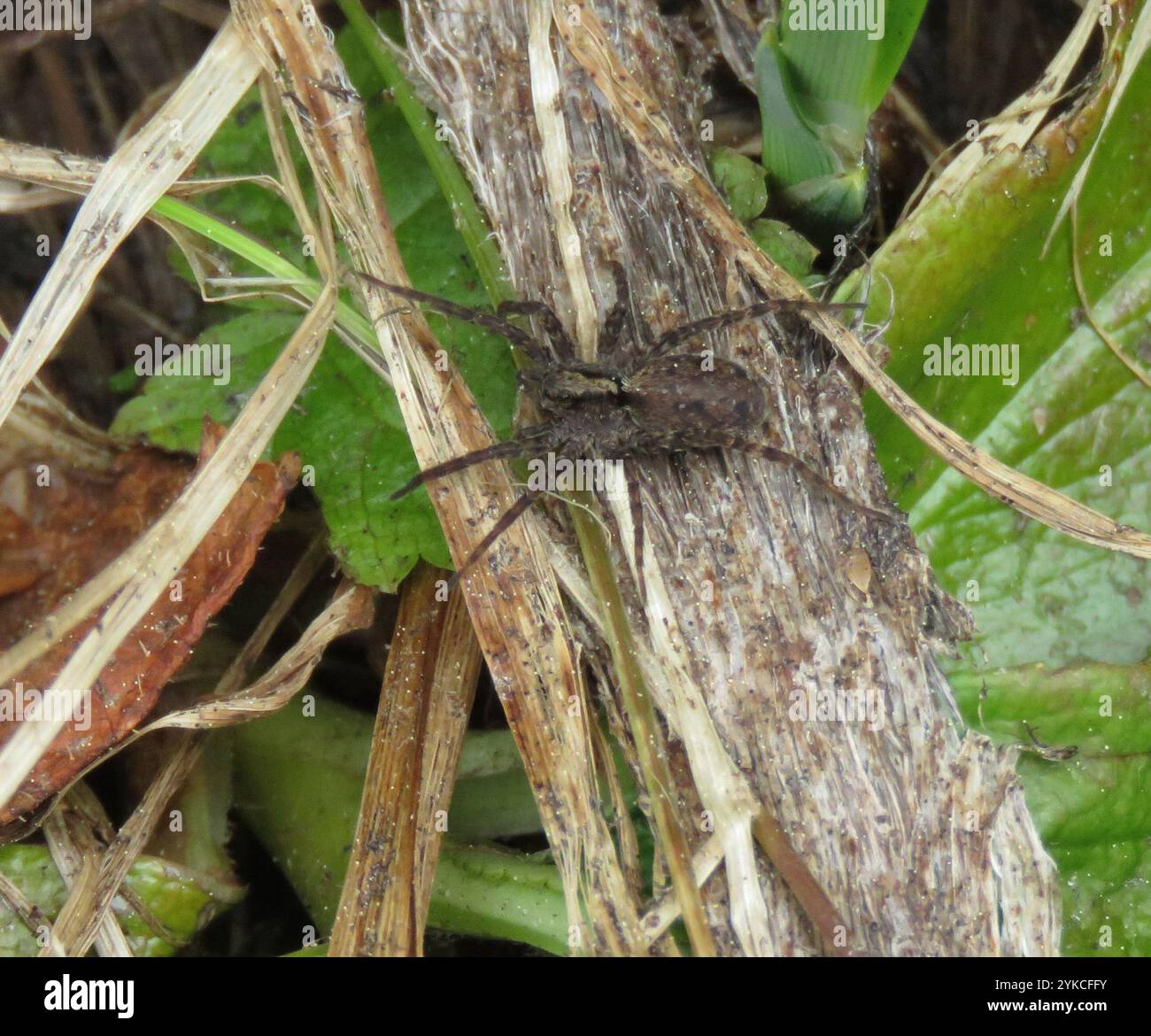 Thin-legged Wolf Spiders (Pardosa Stock Photo - Alamy
