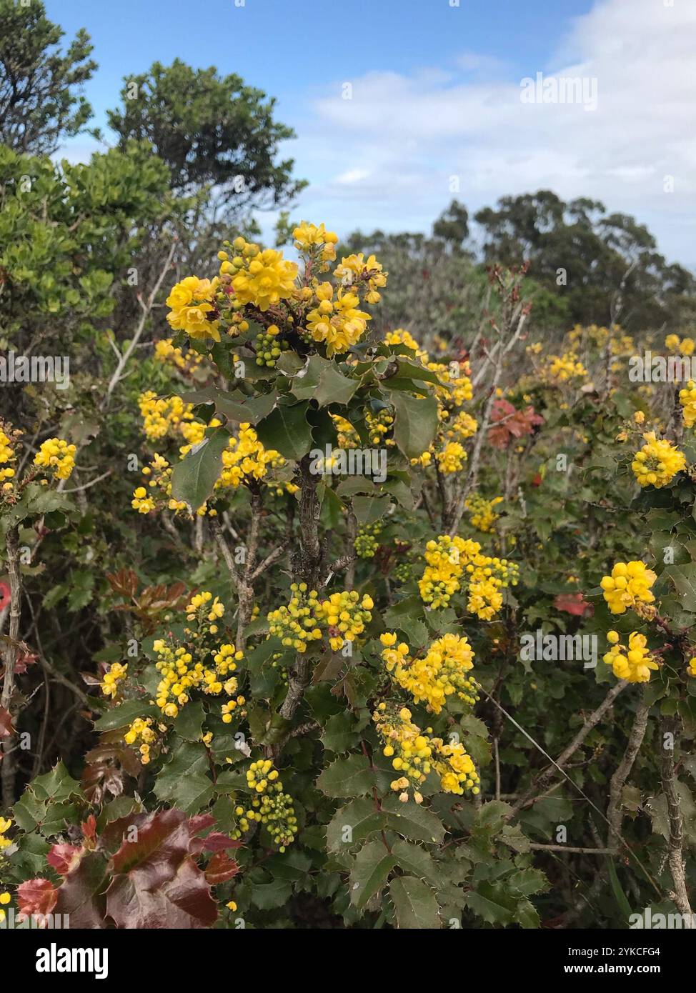 California barberry (Berberis pinnata Stock Photo - Alamy