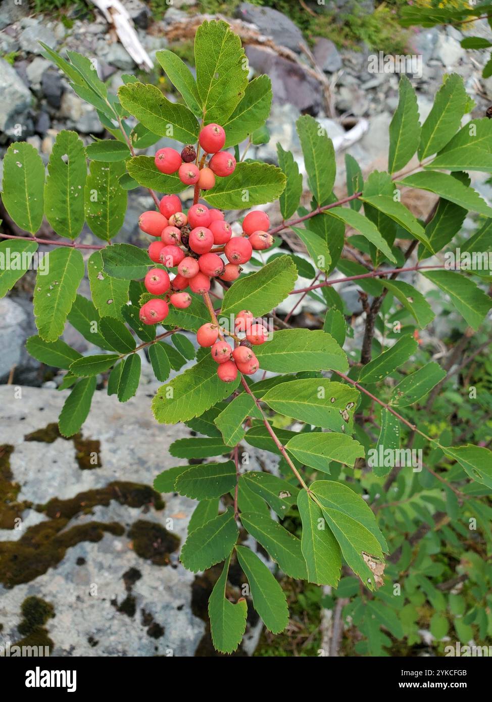 Sitka Mountain-Ash (Sorbus sitchensis Stock Photo - Alamy