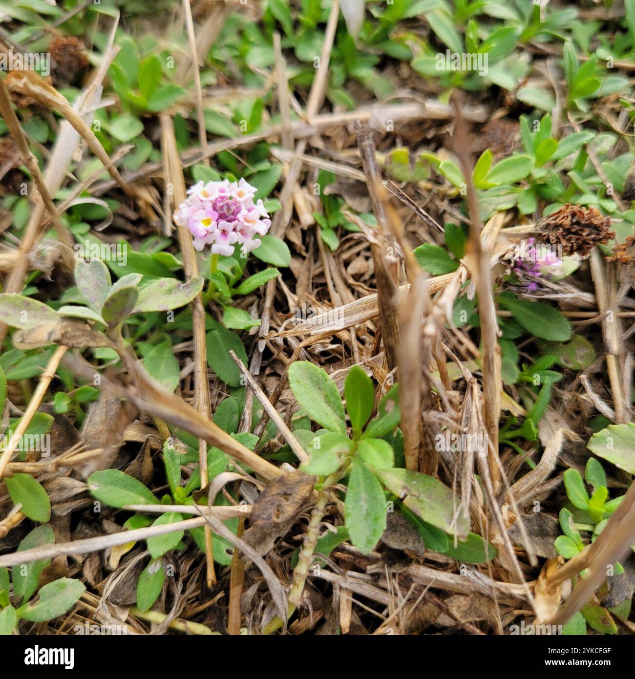 turkey tangle frogfruit (Phyla nodiflora Stock Photo - Alamy