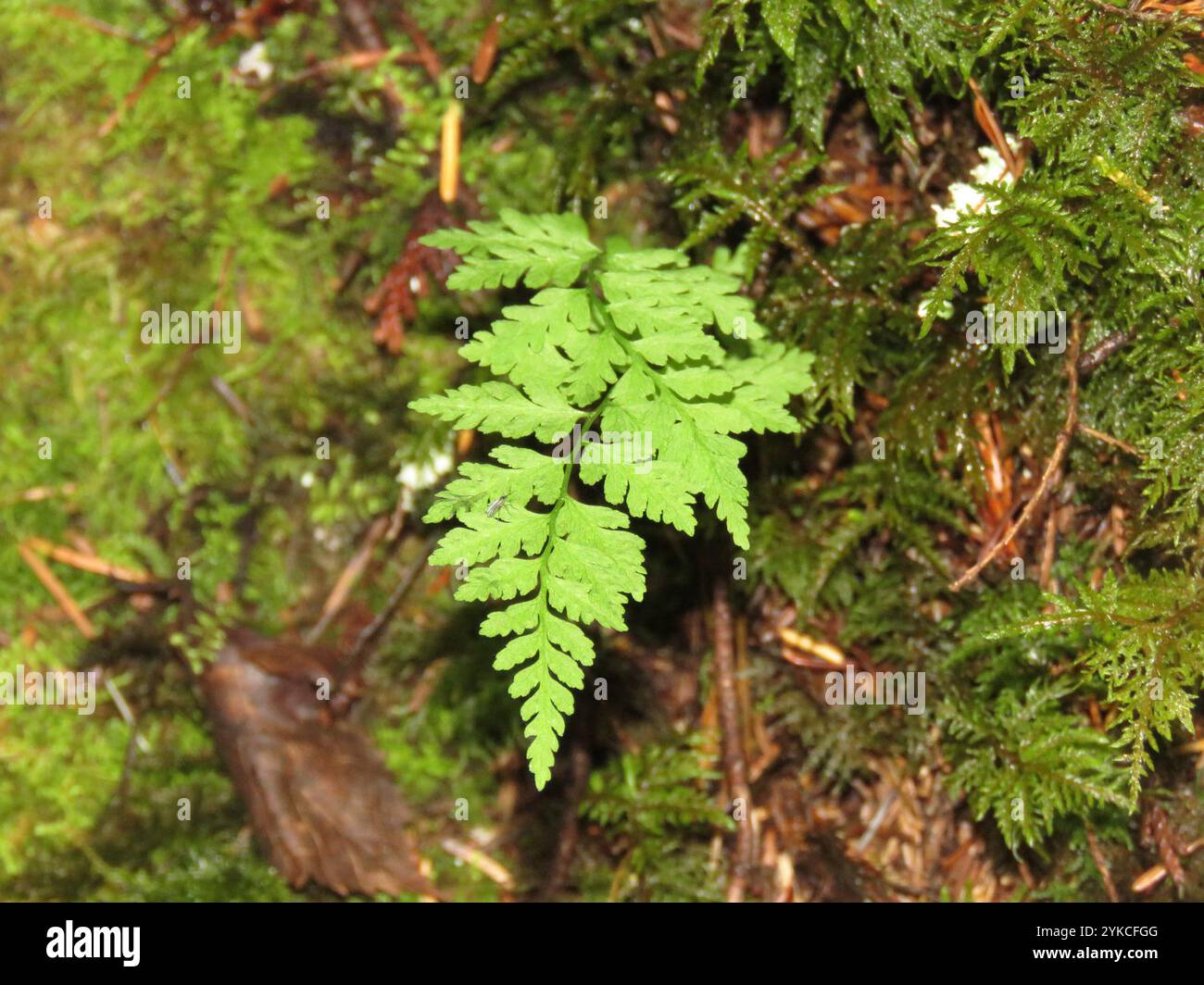 fragile ferns (Cystopteris Stock Photo - Alamy
