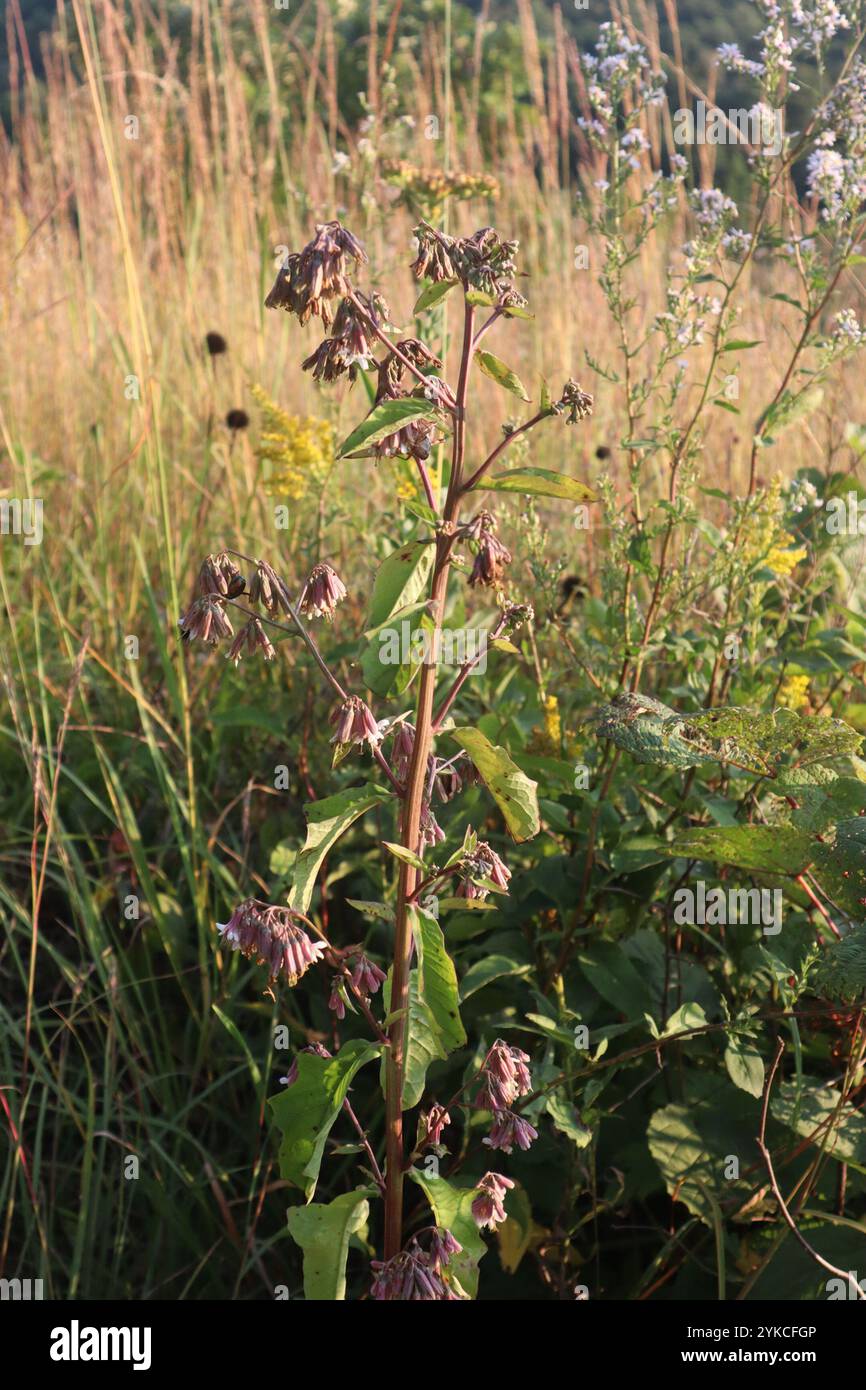 white rattlesnake root (Nabalus albus Stock Photo - Alamy