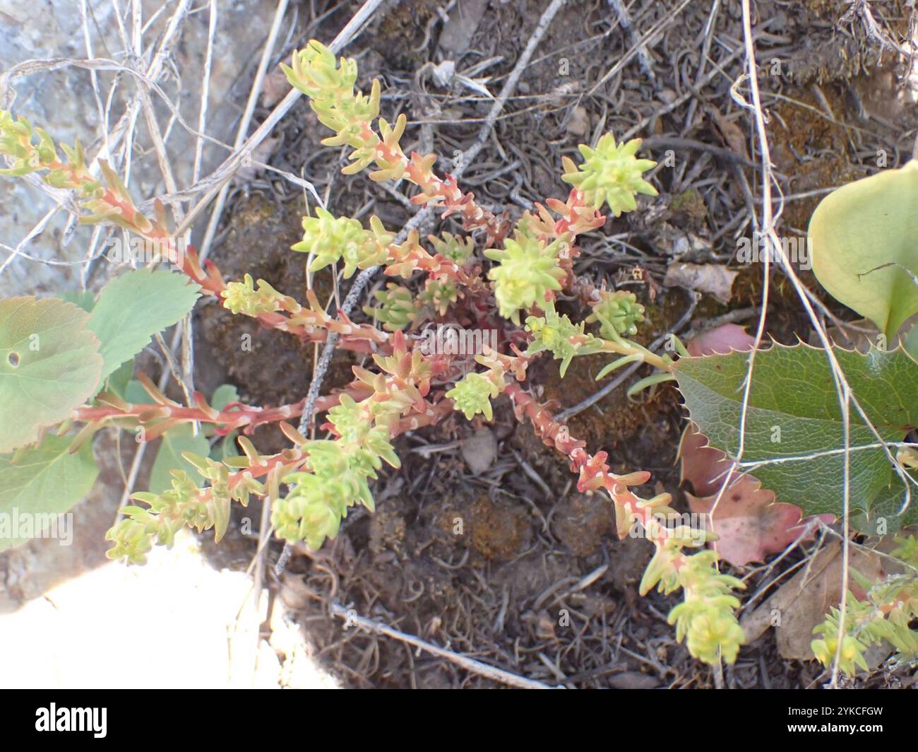Wormleaf Stonecrop (Sedum stenopetalum Stock Photo - Alamy