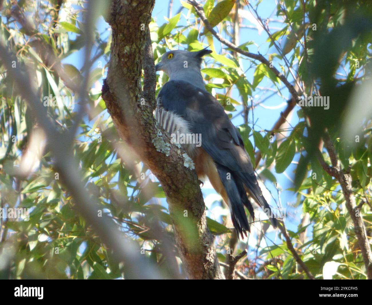 Pacific Baza (Aviceda subcristata Stock Photo - Alamy
