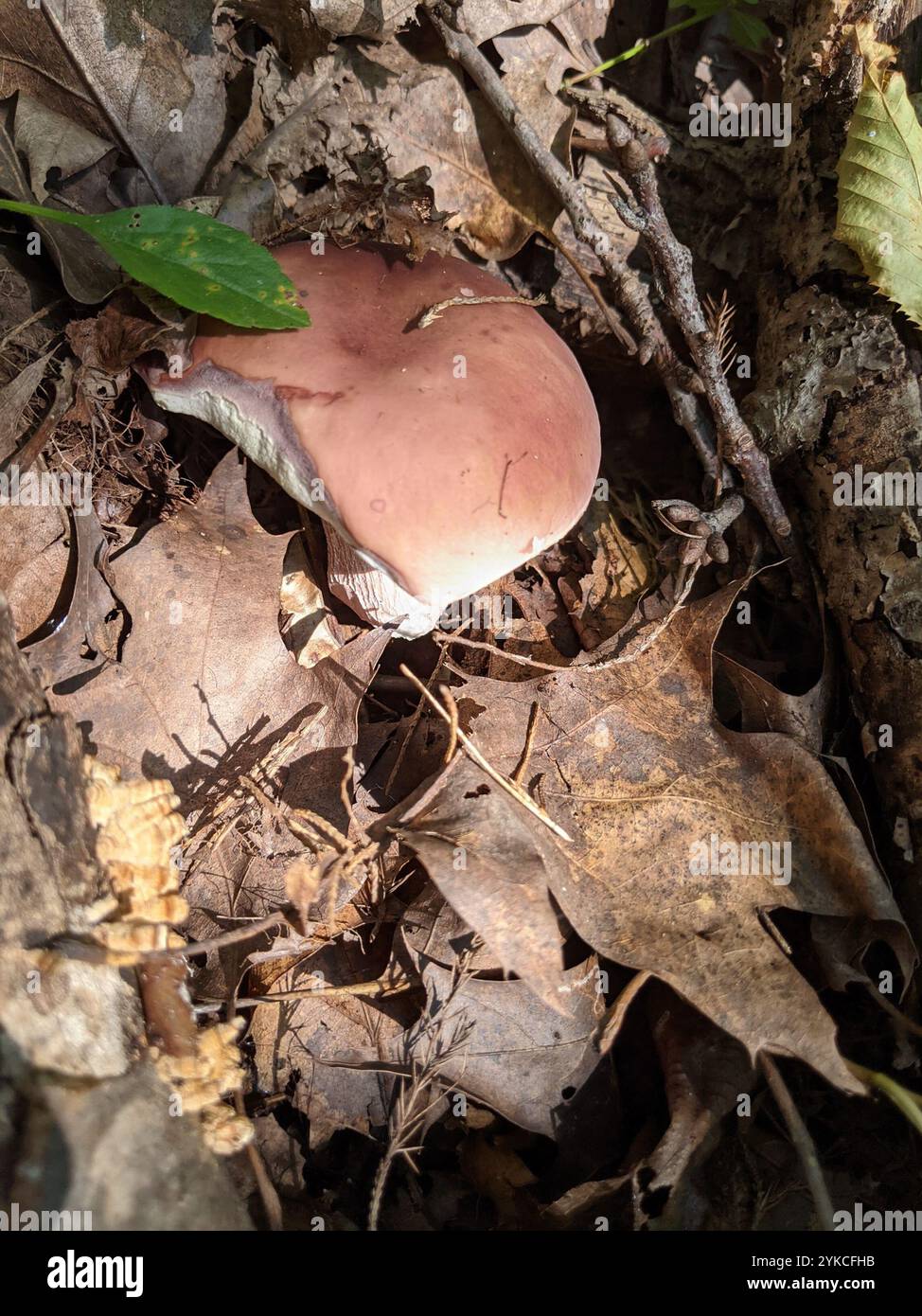 lilac bolete (Boletus separans Stock Photo - Alamy