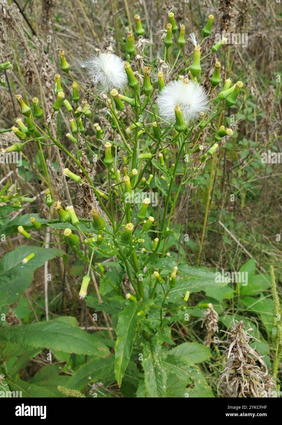 American burnweed (Erechtites hieraciifolius Stock Photo - Alamy