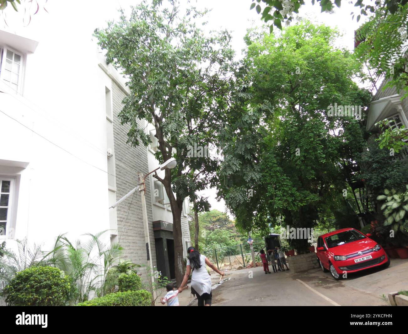 pithraj tree (Aphanamixis polystachya Stock Photo - Alamy
