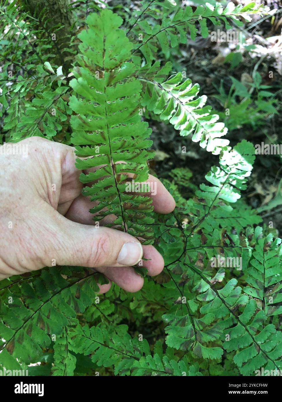 northern maidenhair fern (Adiantum pedatum Stock Photo - Alamy