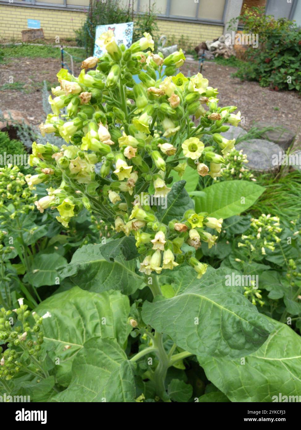 Aztec Tobacco (Nicotiana rustica Stock Photo - Alamy