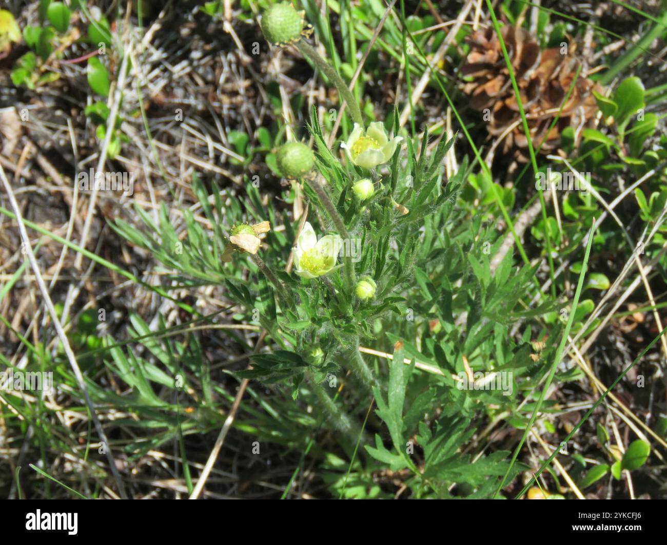 Cutleaf Anemone (Anemone multifida Stock Photo - Alamy