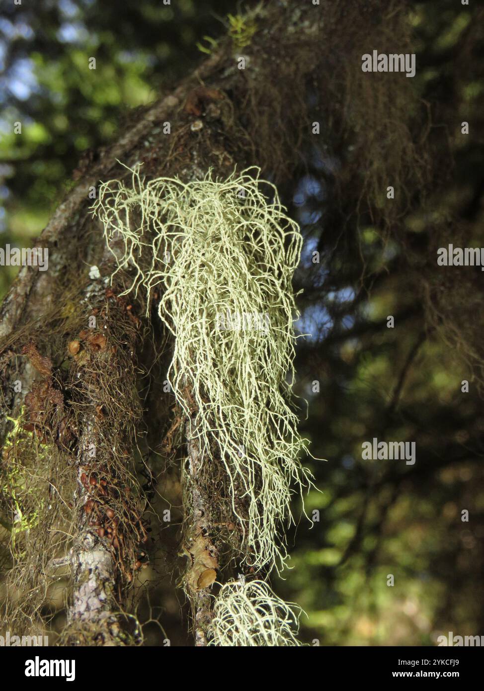 Witch's Hair (Alectoria sarmentosa Stock Photo - Alamy