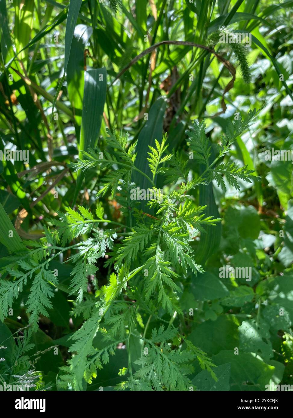 sweet annie (Artemisia annua Stock Photo - Alamy