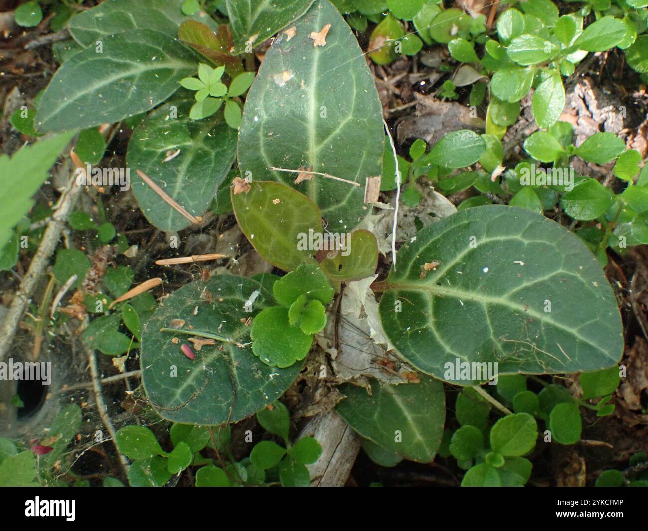 white-veined wintergreen (Pyrola picta Stock Photo - Alamy