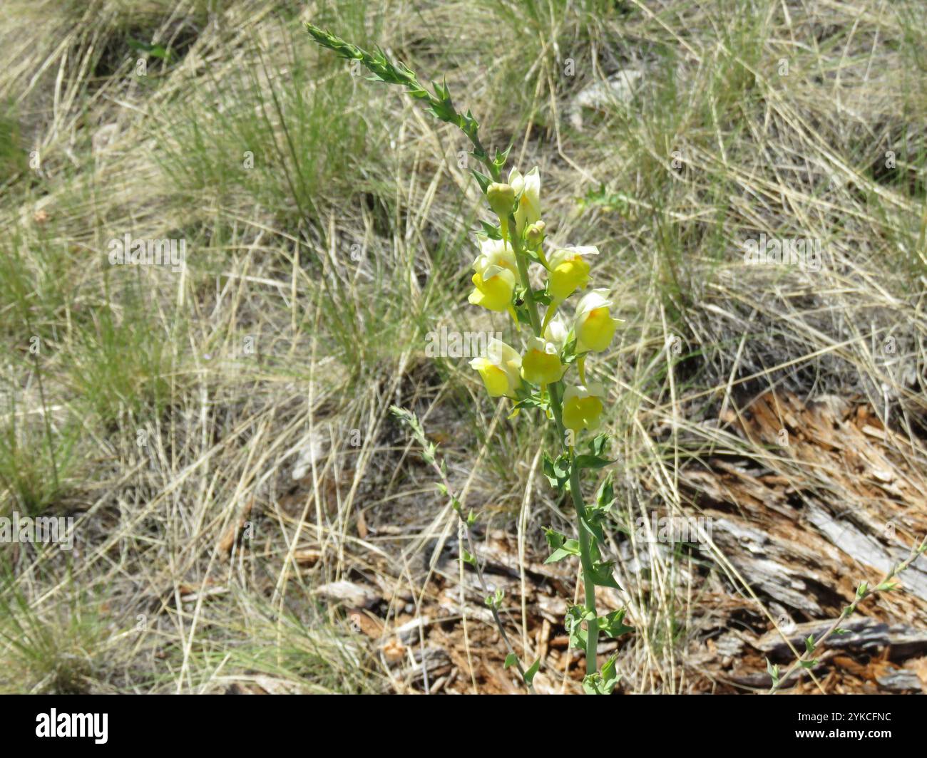 Balkan toadflax (Linaria dalmatica Stock Photo - Alamy