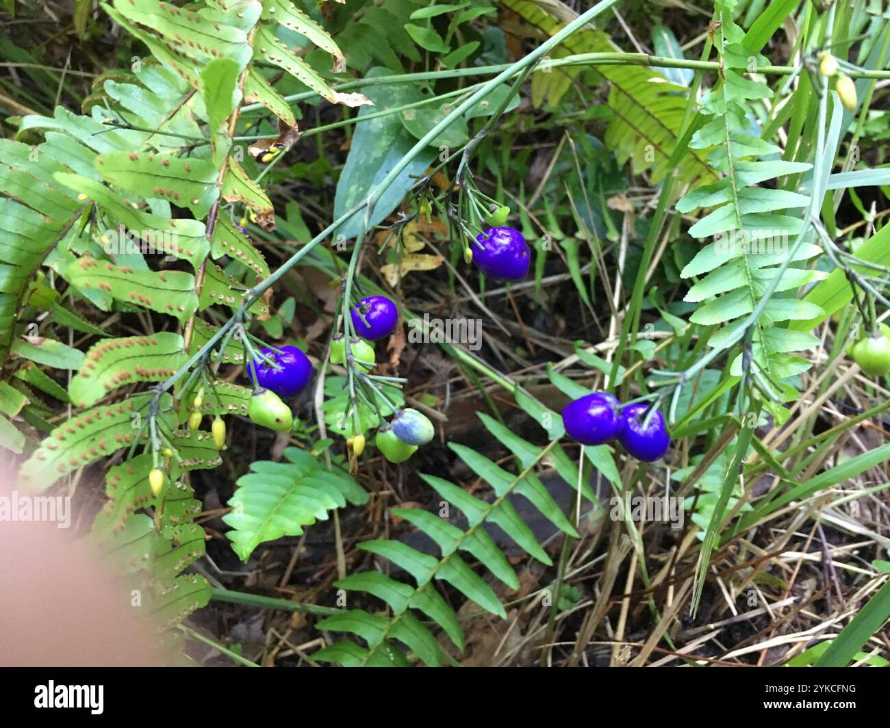 cerulean flax-lily (Dianella ensifolia Stock Photo - Alamy