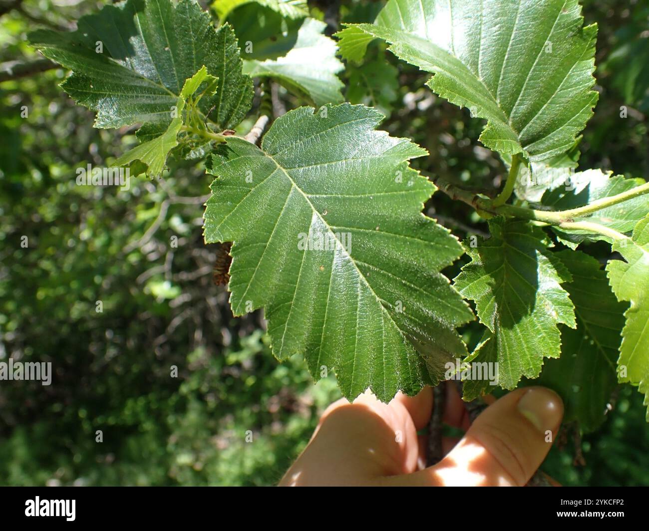 Red Alder (Alnus rubra Stock Photo - Alamy