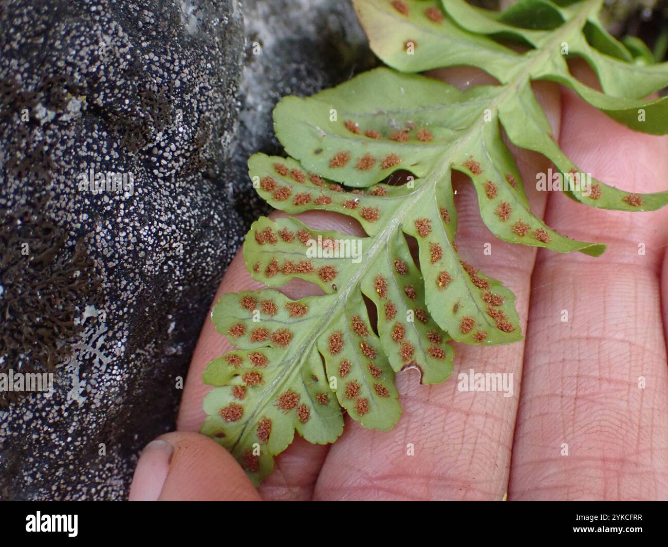polypody ferns (Polypodium Stock Photo - Alamy