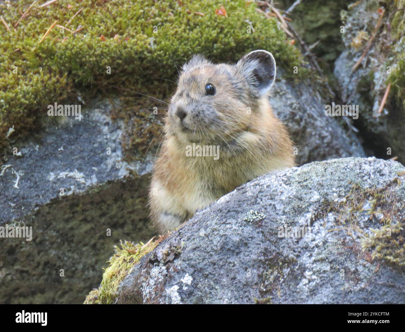American Pika (Ochotona princeps Stock Photo - Alamy