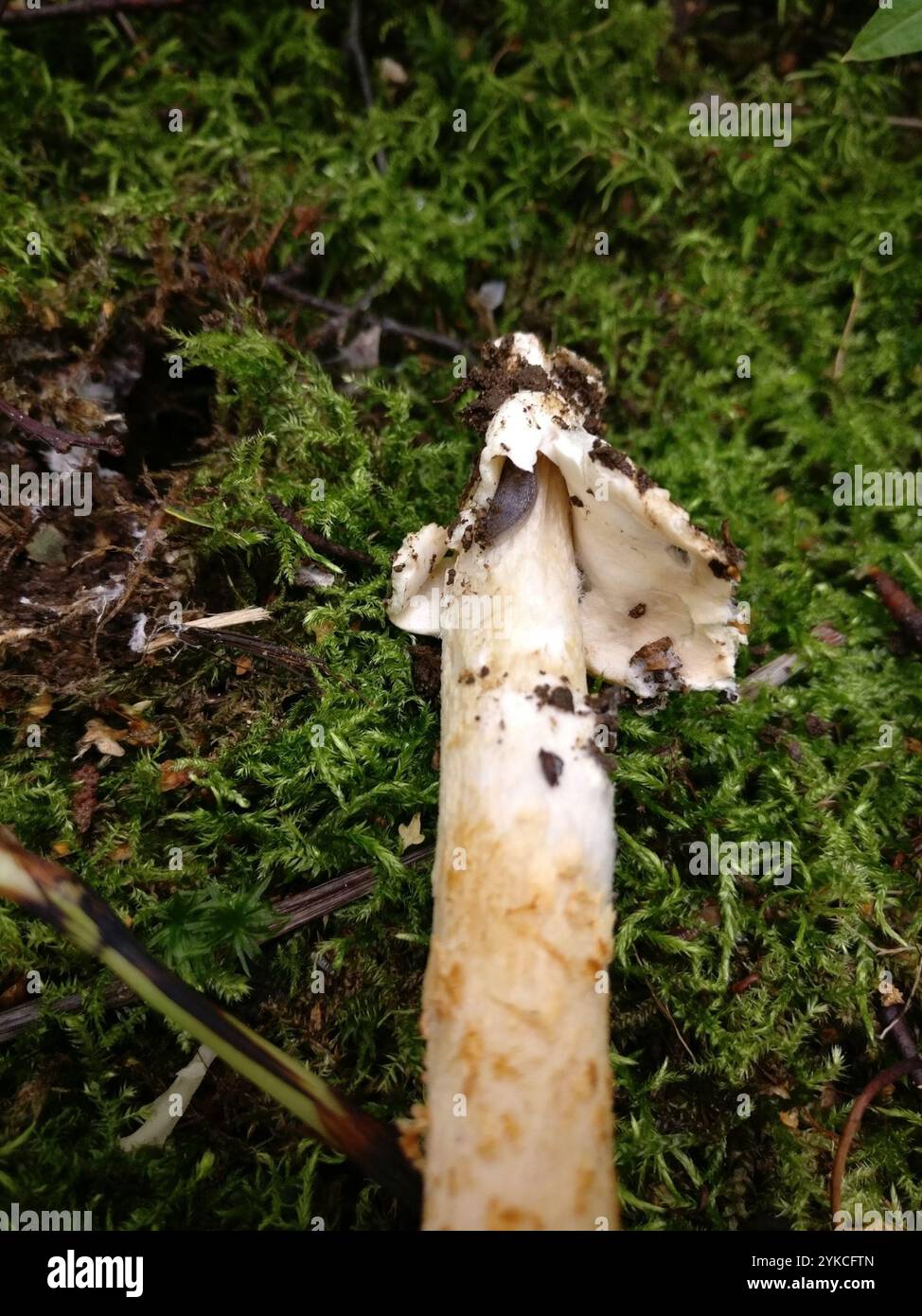 Orange grisette amanita crocea hi-res stock photography and images - Alamy