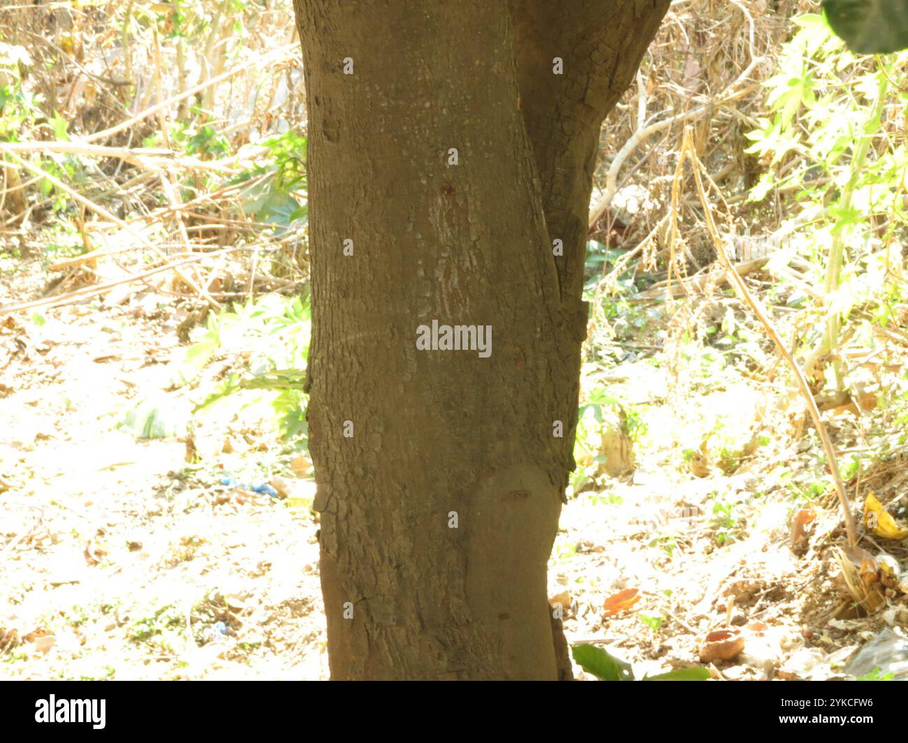 pithraj tree (Aphanamixis polystachya Stock Photo - Alamy