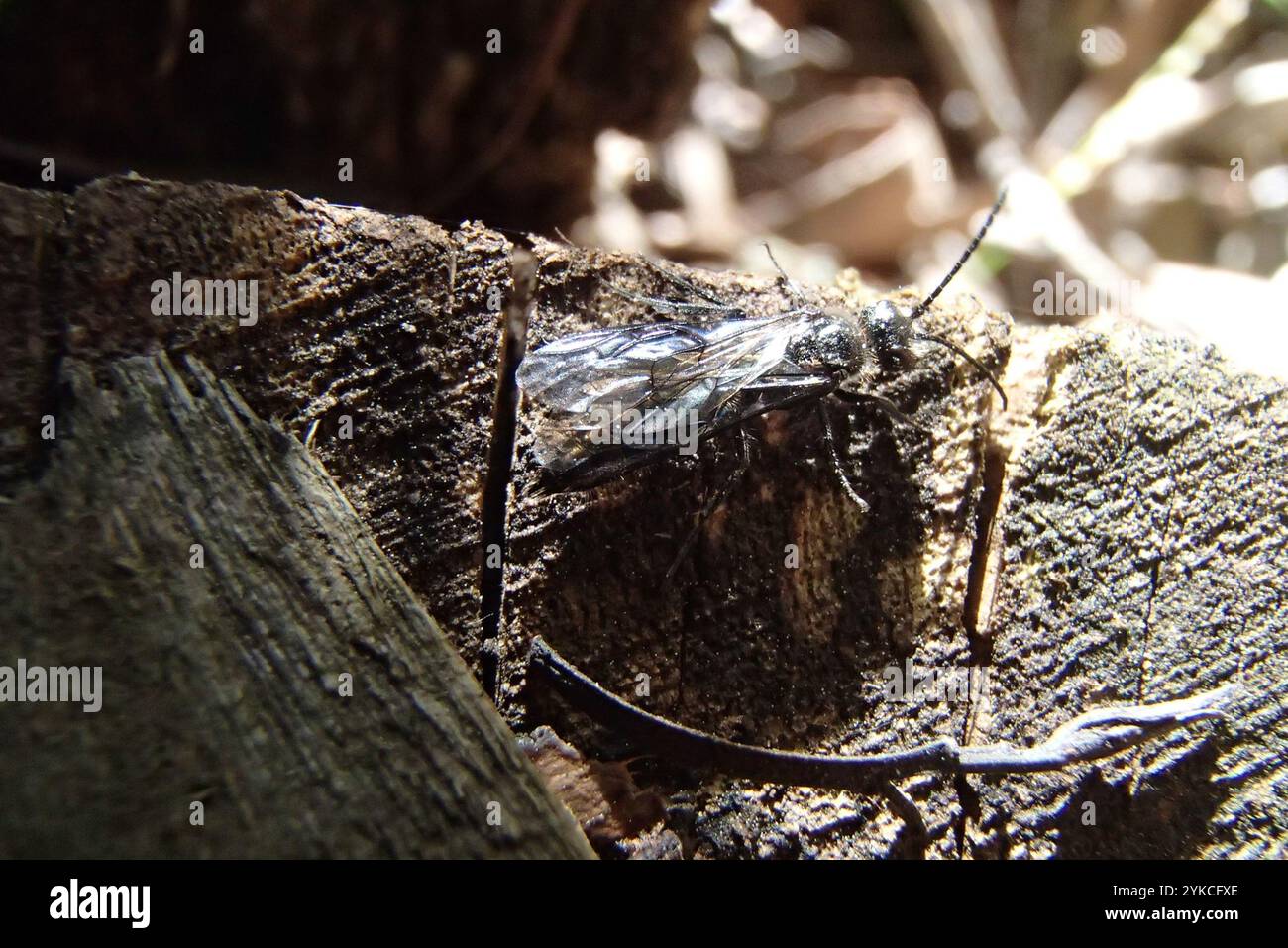 Ants, Bees, Wasps, and Sawflies (Hymenoptera Stock Photo - Alamy