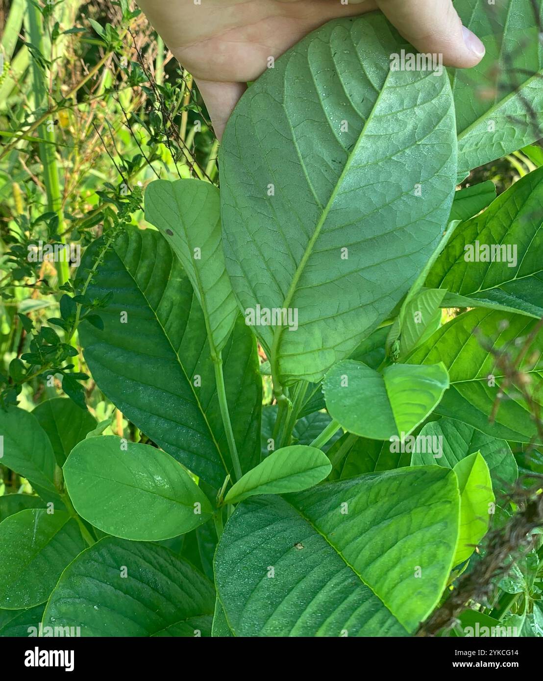 Showy Rattlebox (Crotalaria spectabilis Stock Photo - Alamy