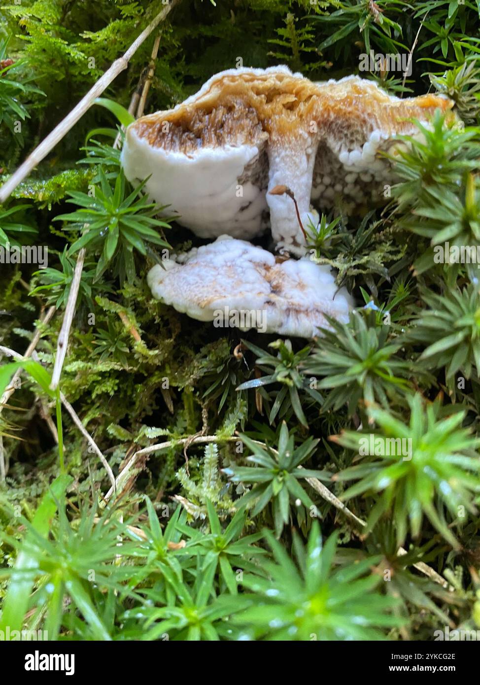 bolete mould (Hypomyces chrysospermus Stock Photo - Alamy