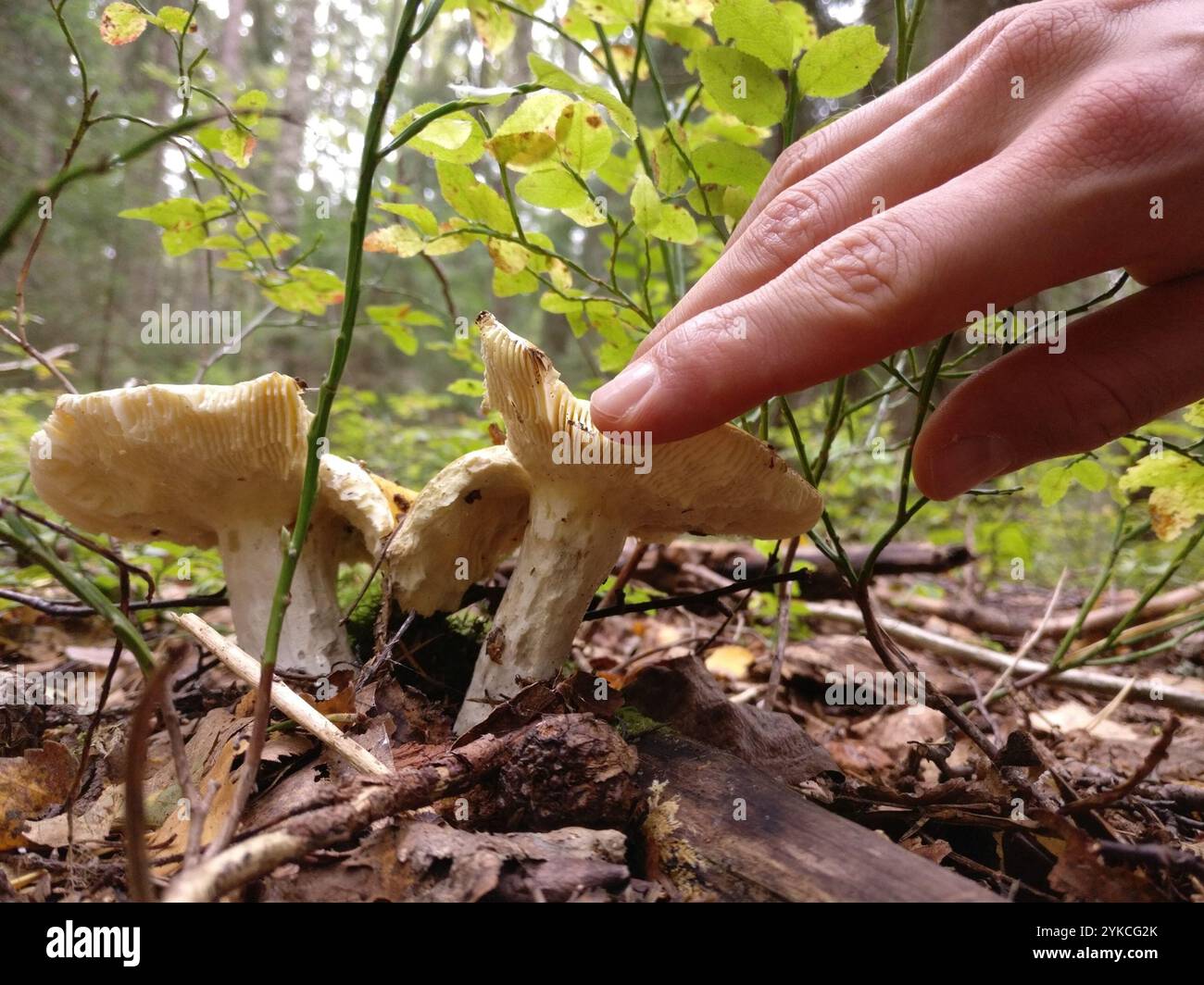 Yellow Swamp Brittlegill (Russula claroflava Stock Photo - Alamy