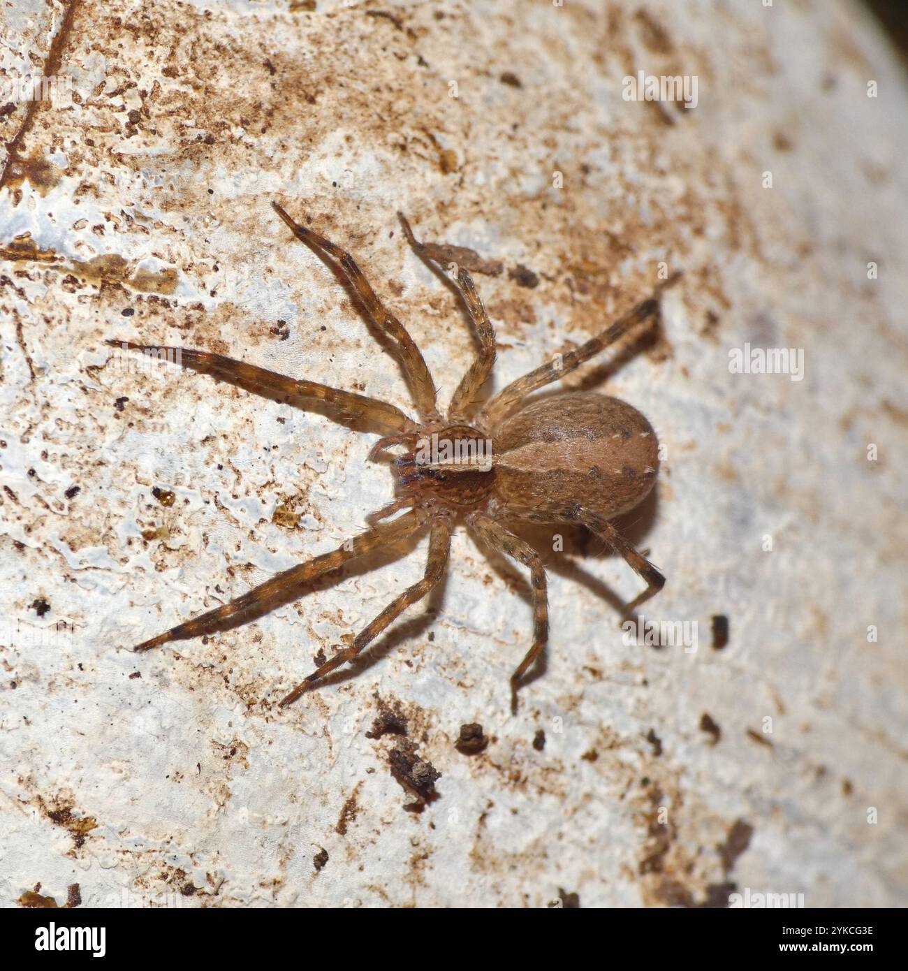 Wandering spiders hi-res stock photography and images - Alamy