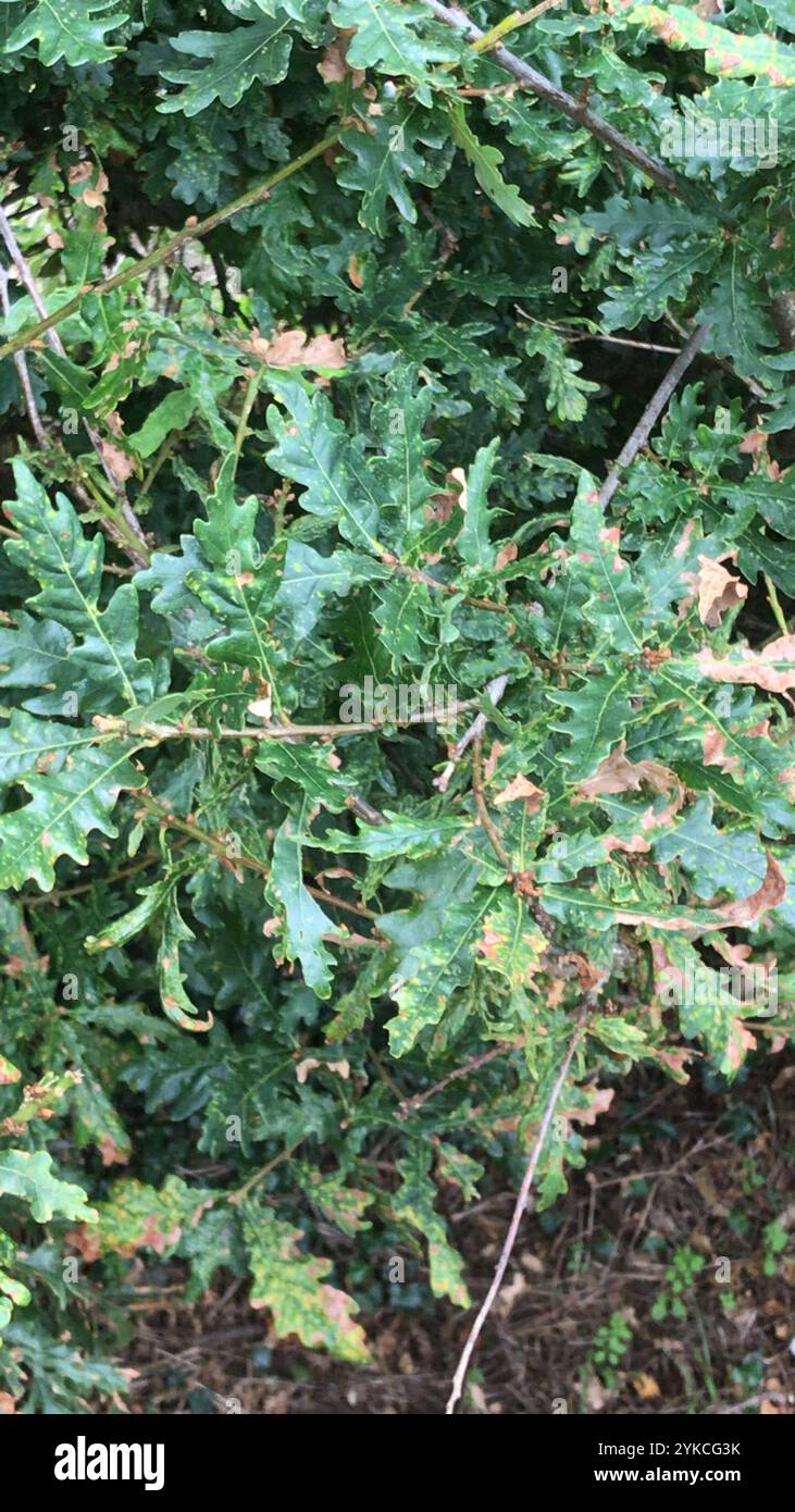 Turkey Oak (Quercus cerris Stock Photo - Alamy