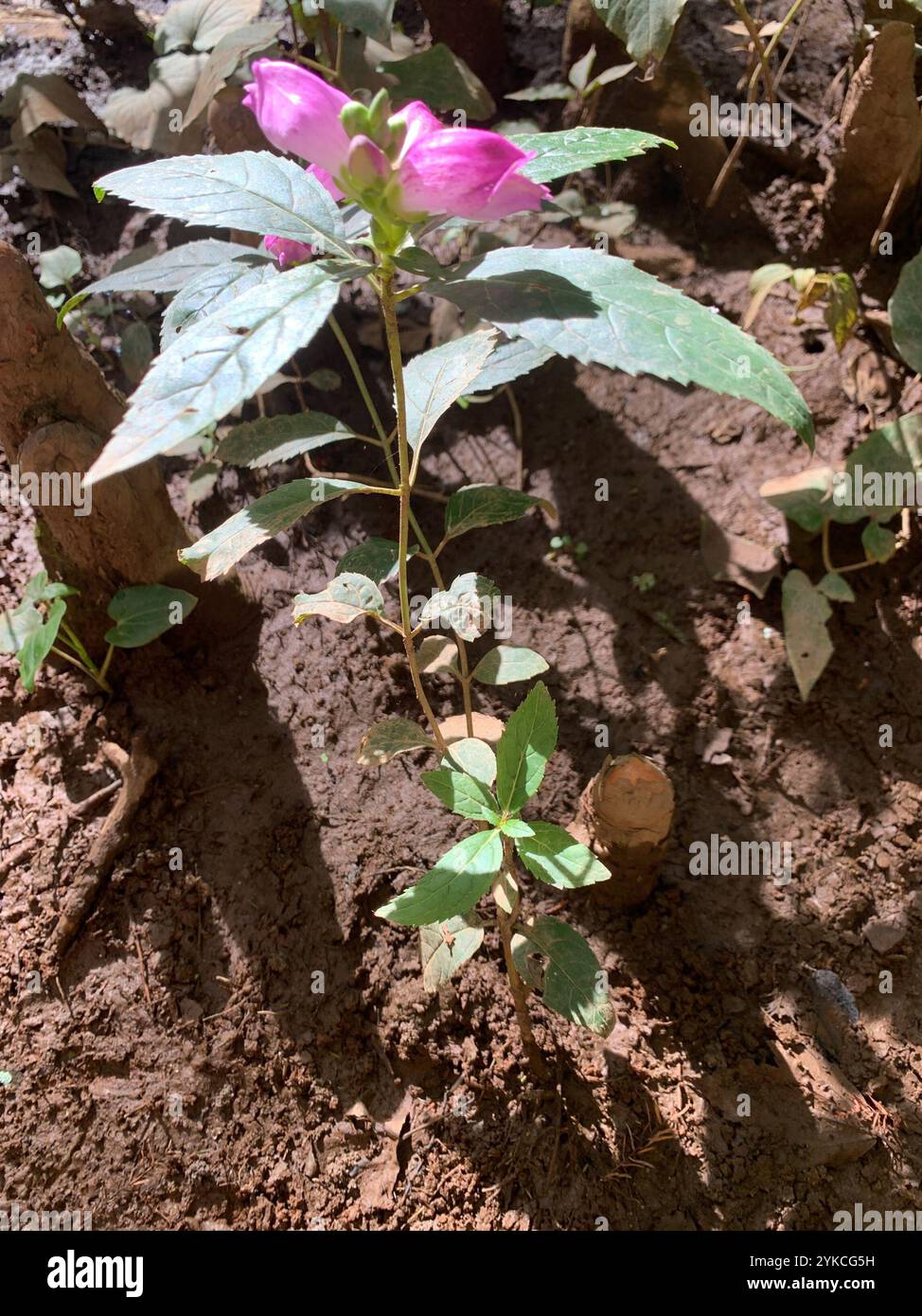 red turtlehead (Chelone obliqua Stock Photo - Alamy