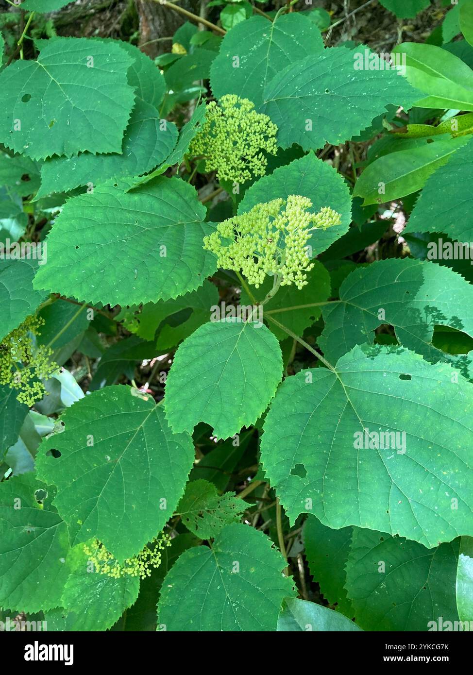 wild hydrangea (Hydrangea arborescens Stock Photo - Alamy