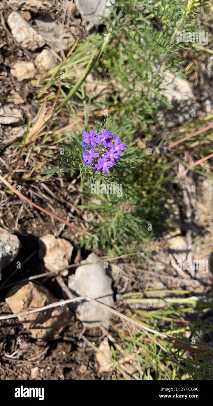 Dakota mock vervain (Glandularia bipinnatifida Stock Photo - Alamy