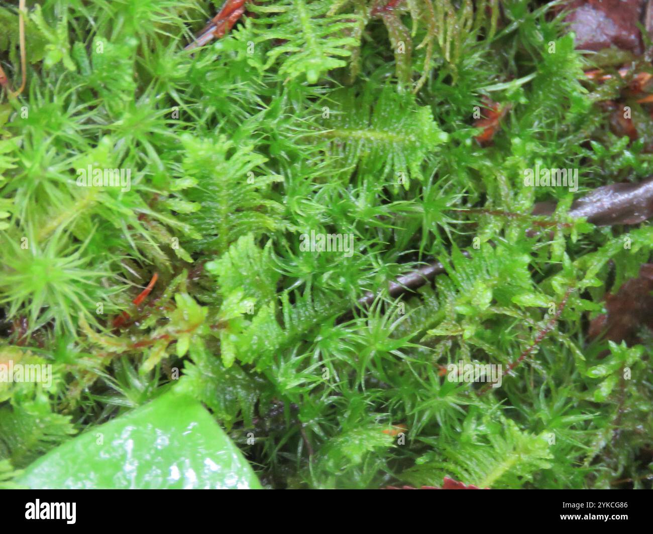 Ostrich-plume Moss (Ptilium crista-castrensis Stock Photo - Alamy