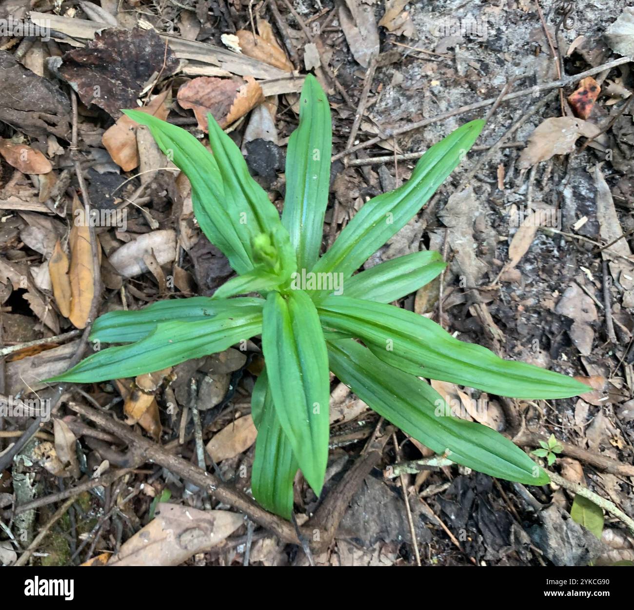 toothpetal false reinorchid (Habenaria floribunda Stock Photo - Alamy