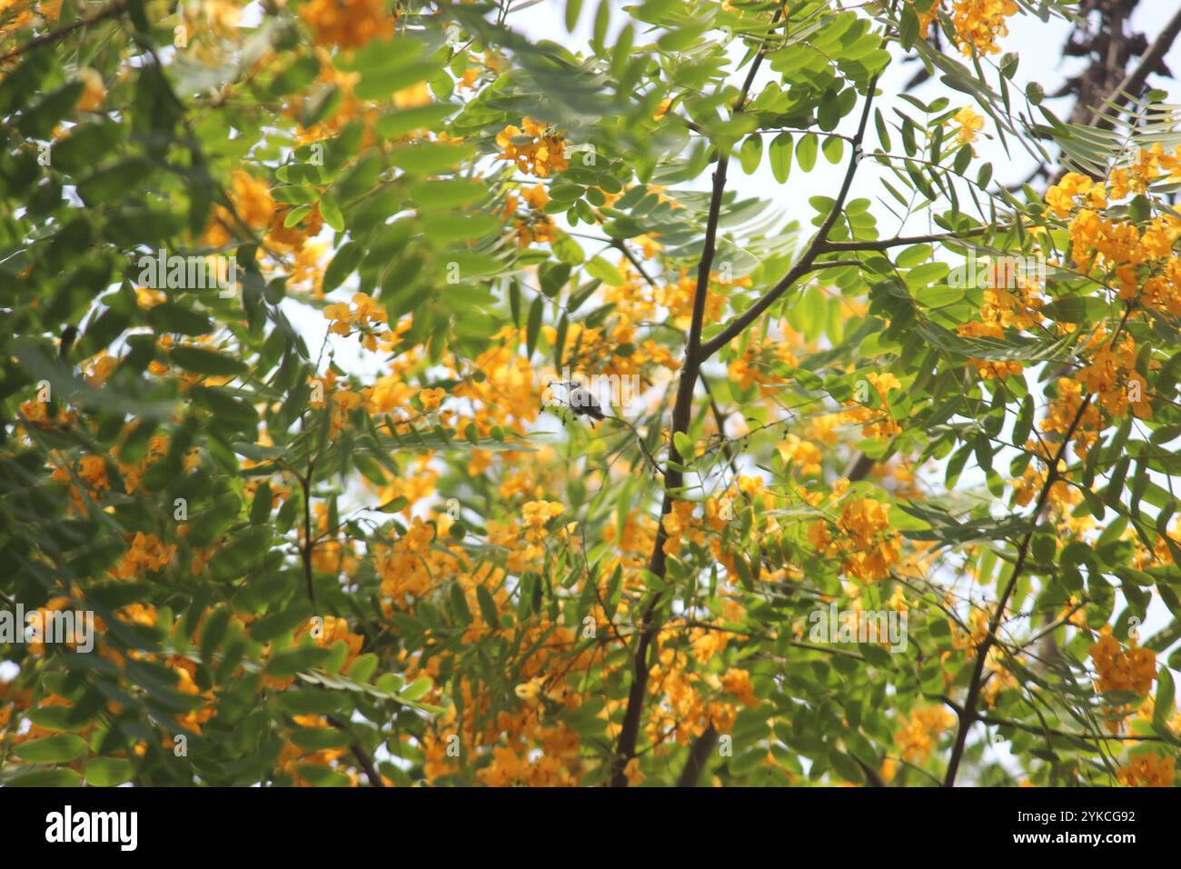 Peruvian Sheartail (Thaumastura cora Stock Photo - Alamy