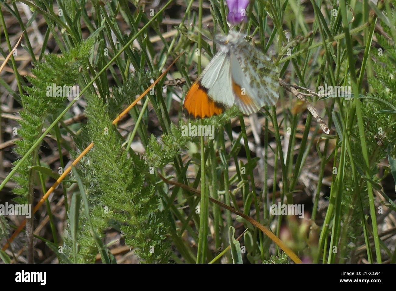 Julia Orangetip (Anthocharis julia Stock Photo - Alamy