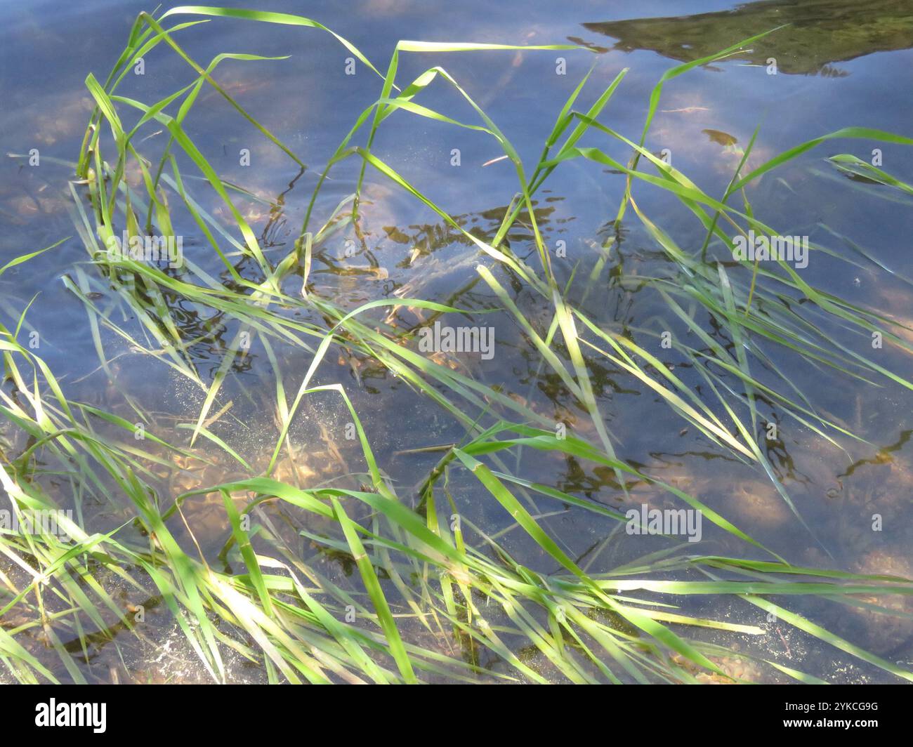 grasses, sedges, cattails, and allies (Poales Stock Photo - Alamy
