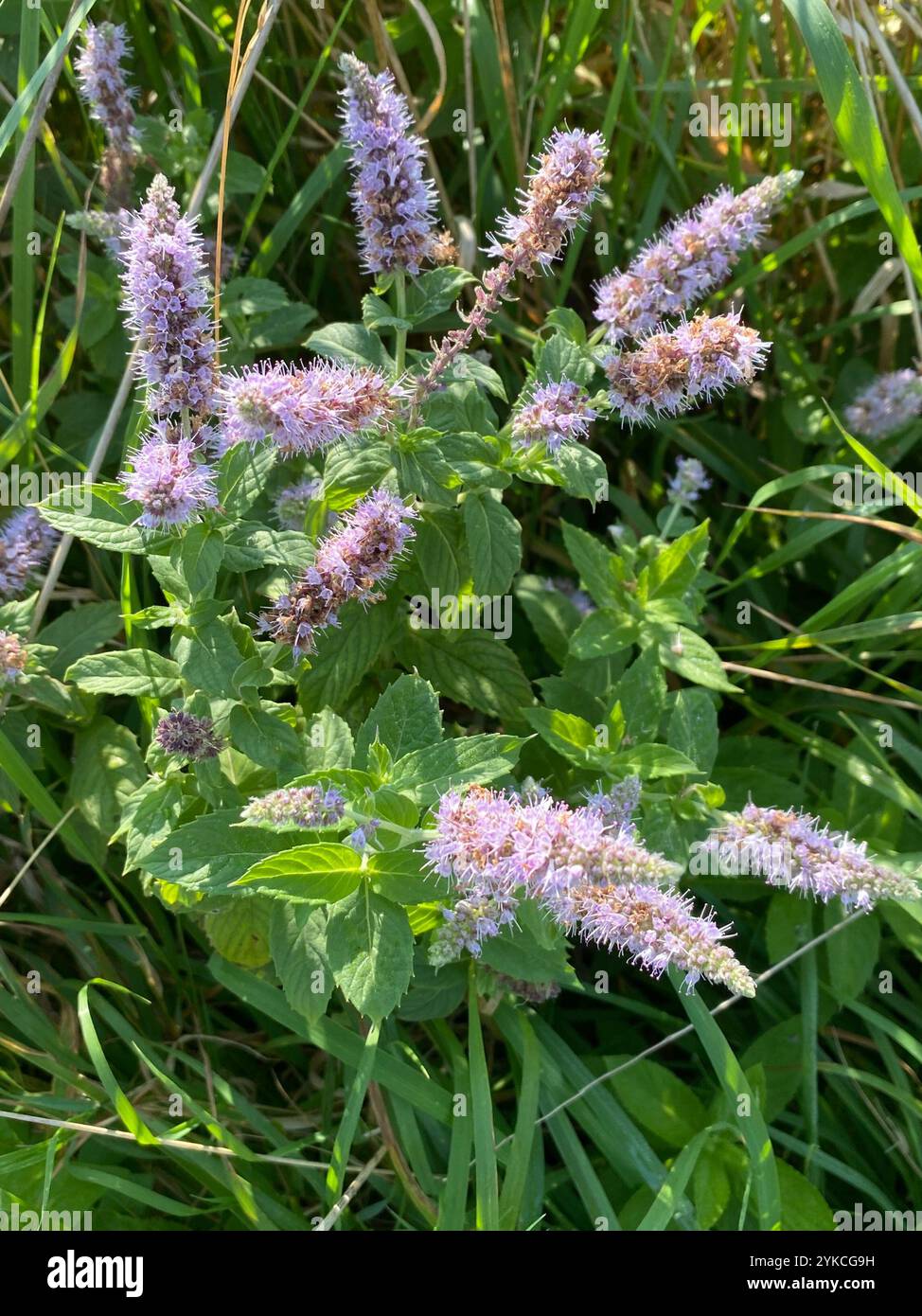 Horse Mint (Mentha longifolia Stock Photo - Alamy