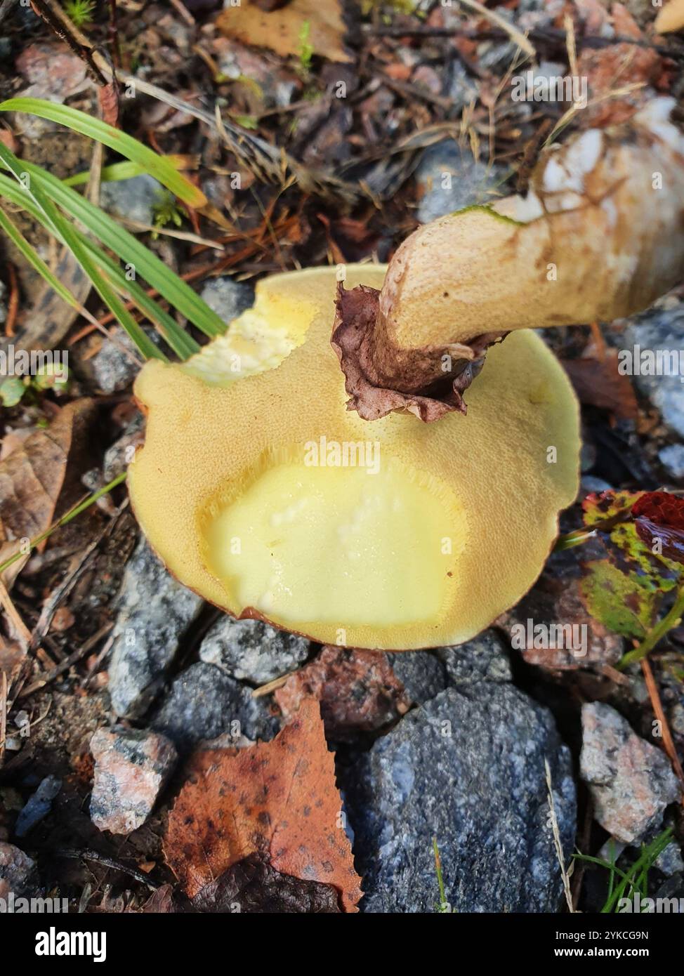 Purple-veiled Slippery Jack (Suillus luteus Stock Photo - Alamy