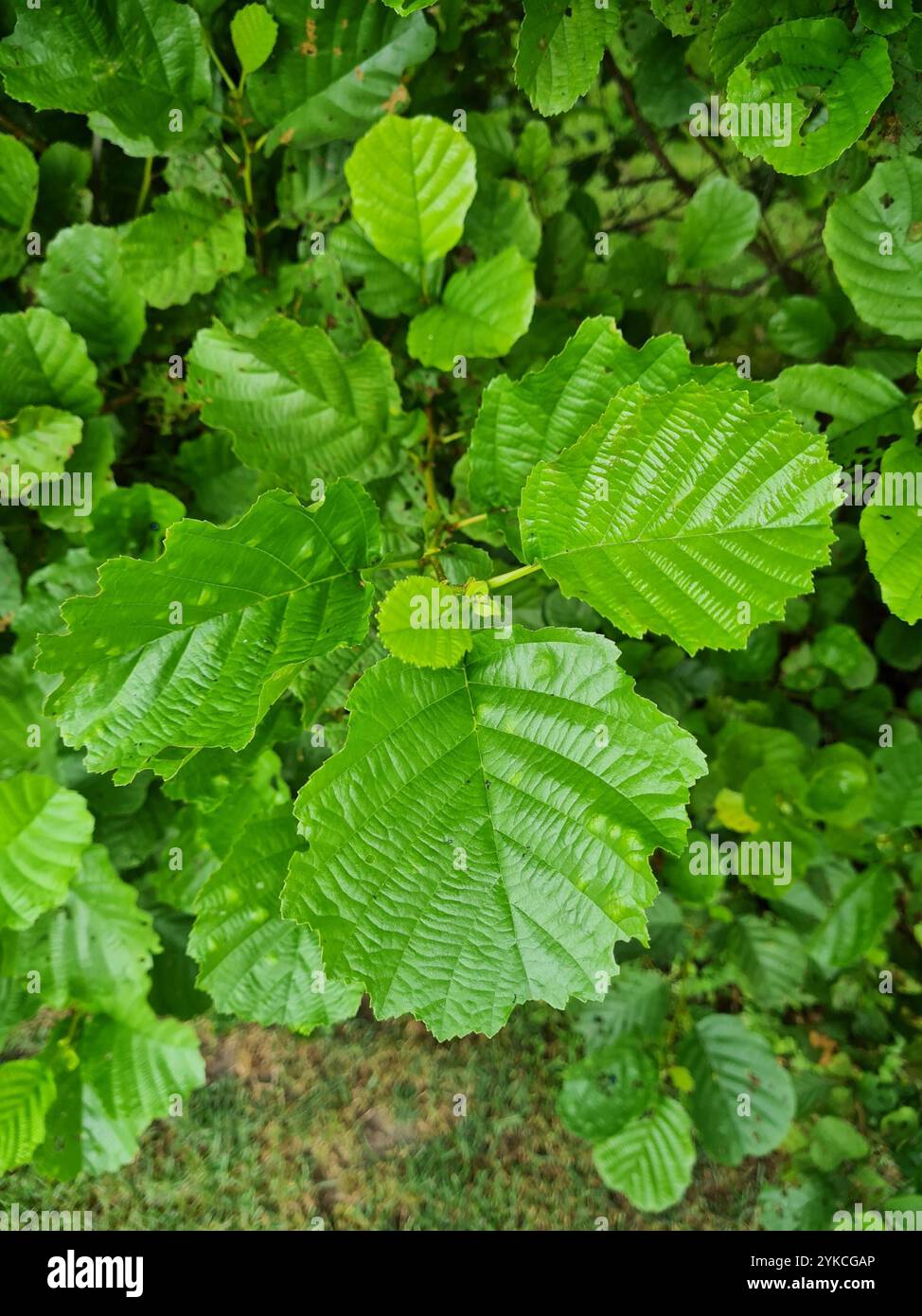 common alder (Alnus glutinosa Stock Photo - Alamy