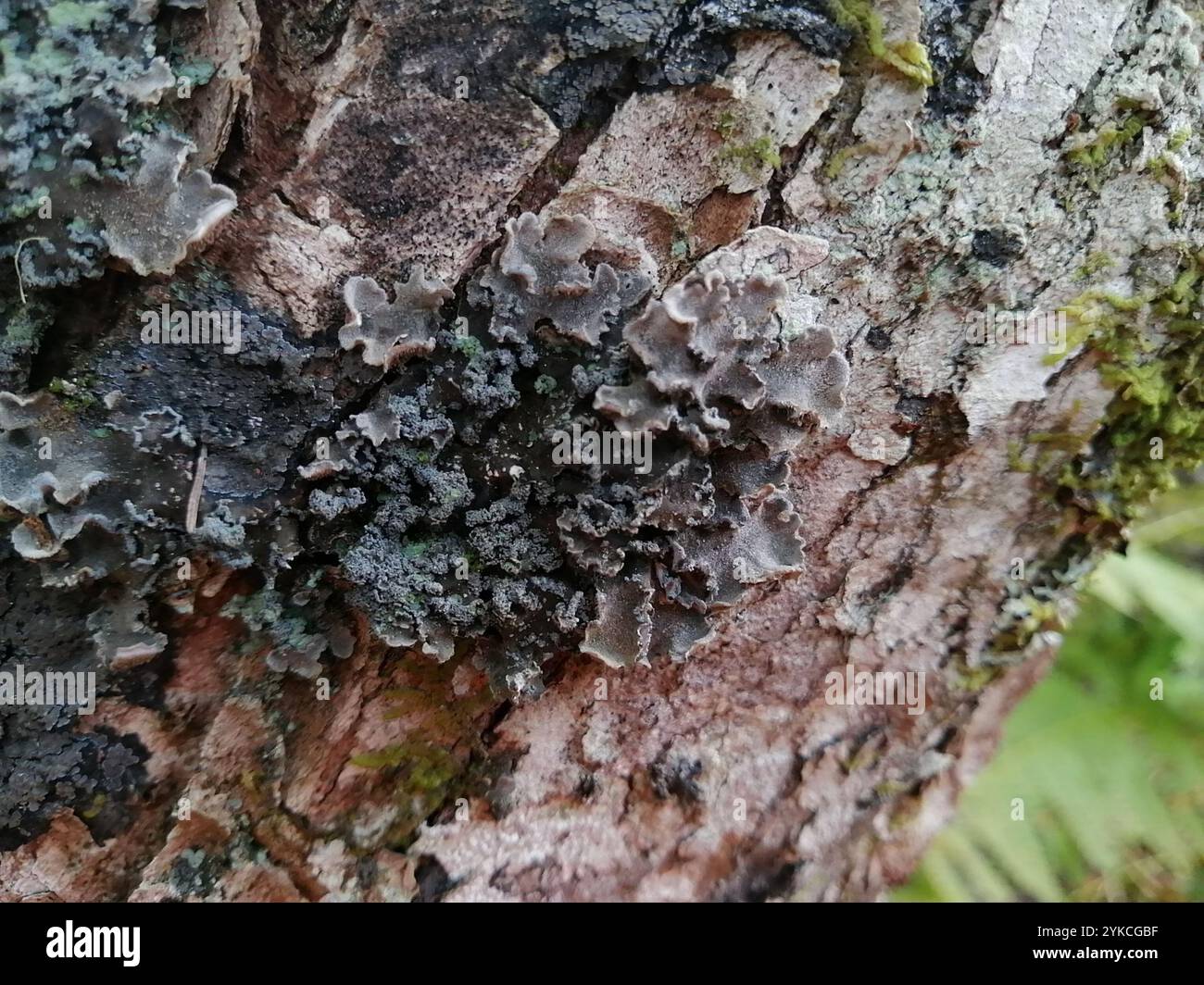 Vole Ears Lichen (Erioderma mollissimum Stock Photo - Alamy