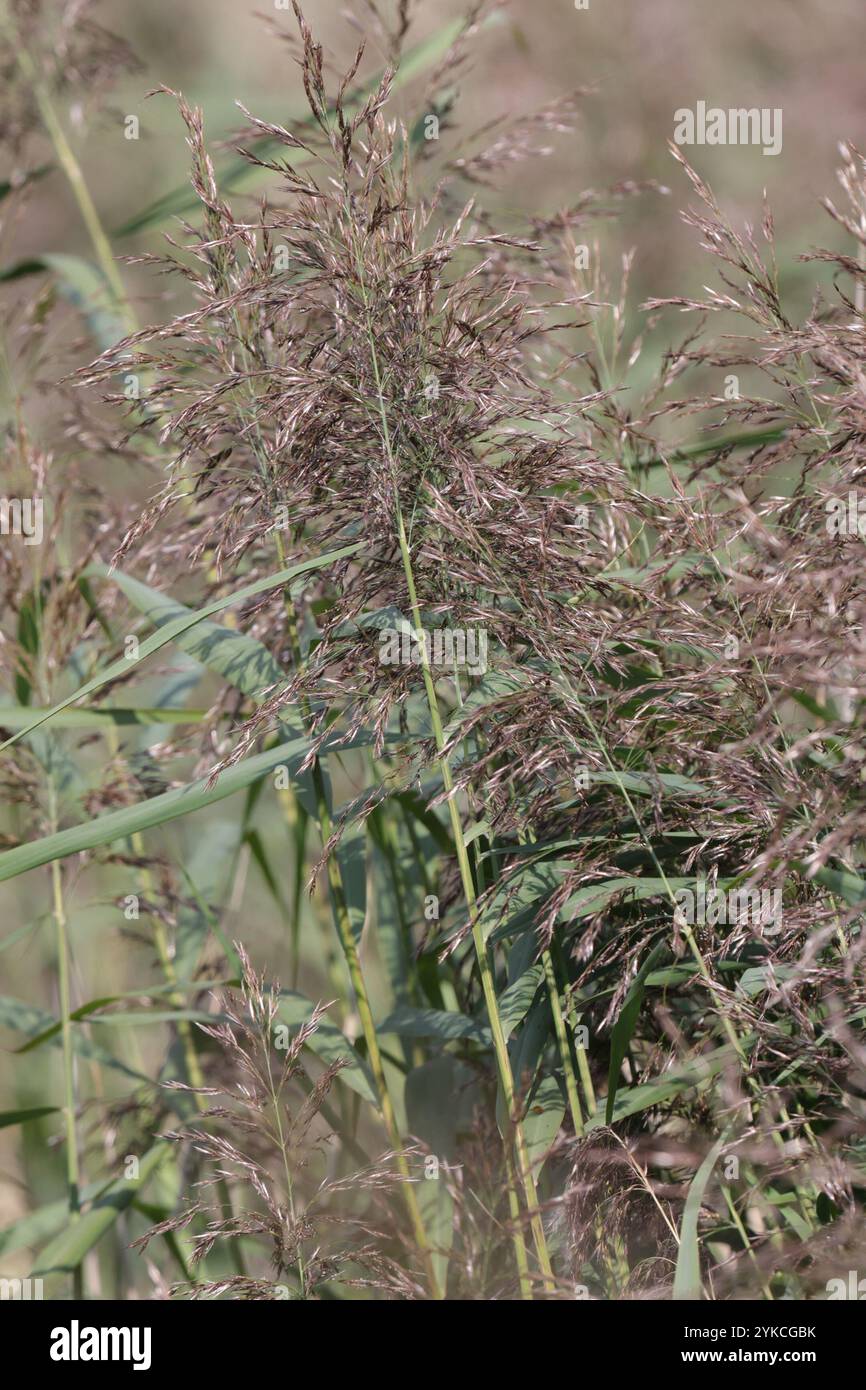 European reed (Phragmites australis australis Stock Photo - Alamy